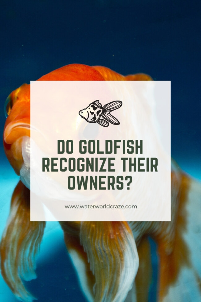 Do goldfish recognize their owners?