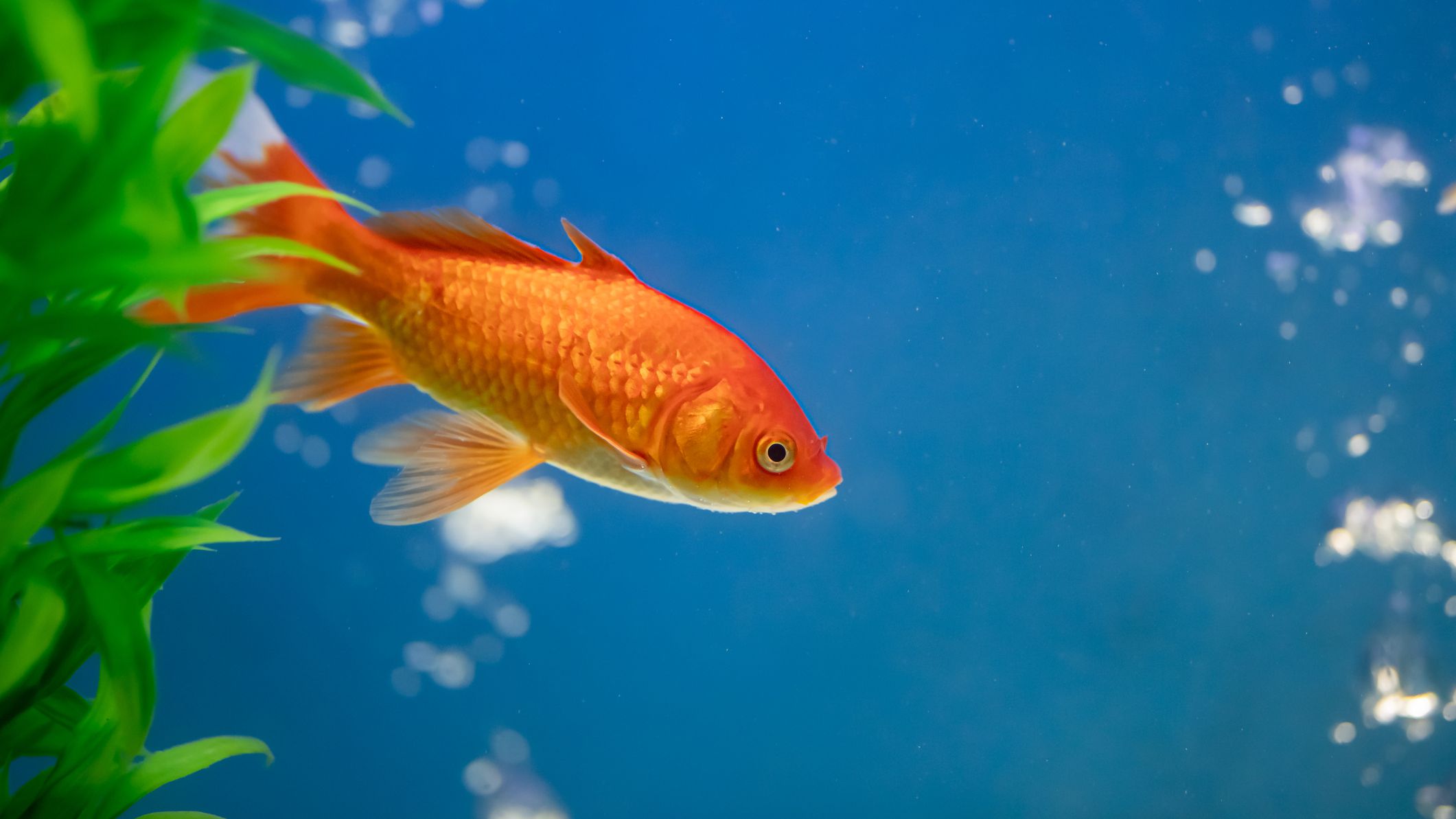 Do goldfish require a lot of care?