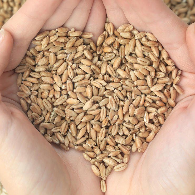 Do grains make you lose weight?