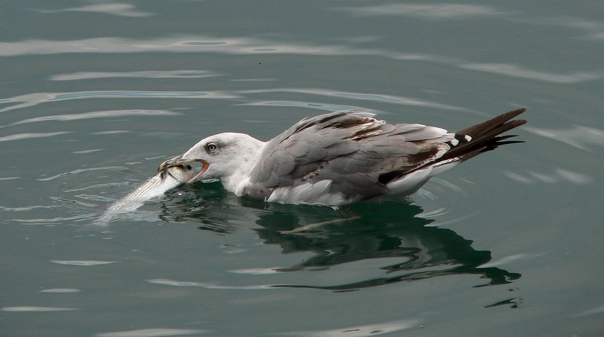 Do halibut eat seagulls?