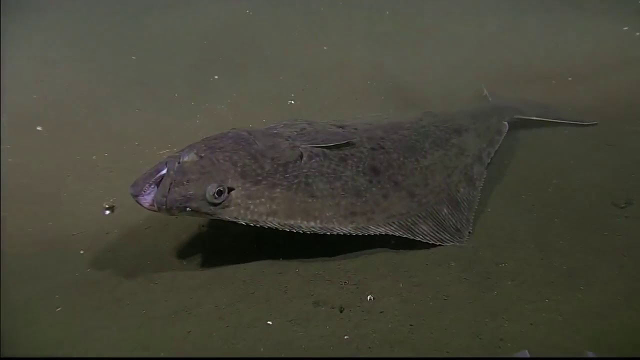 Do halibut fish swim sideways?