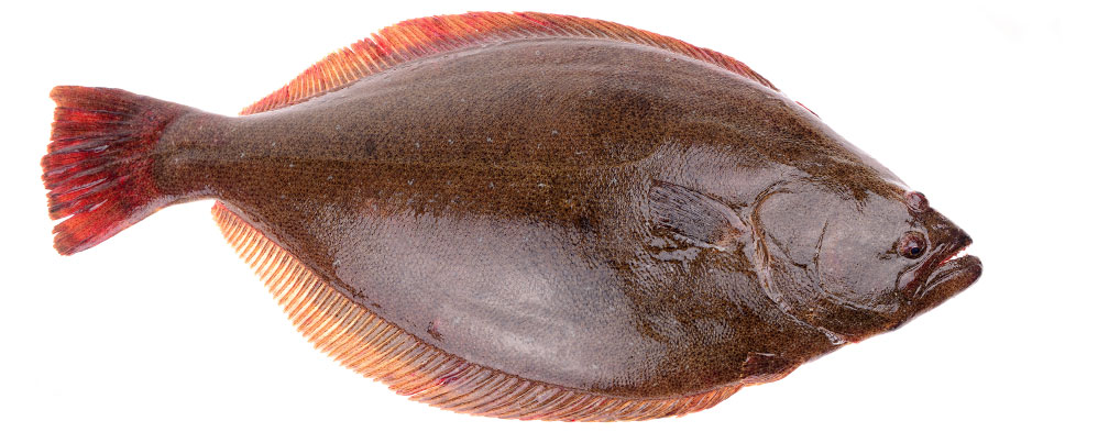 Do halibut live in freshwater?