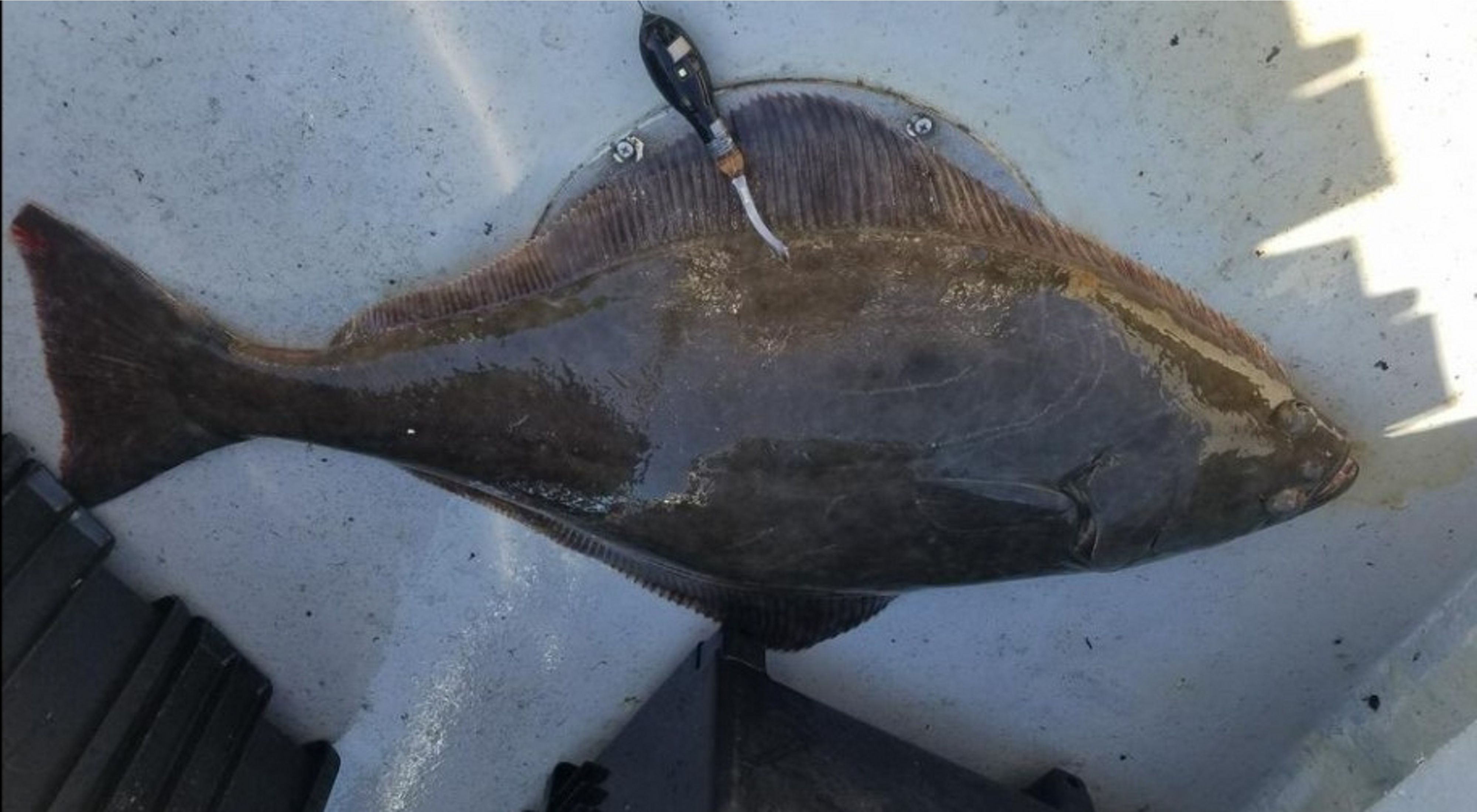 Do halibut return to the same place every year?