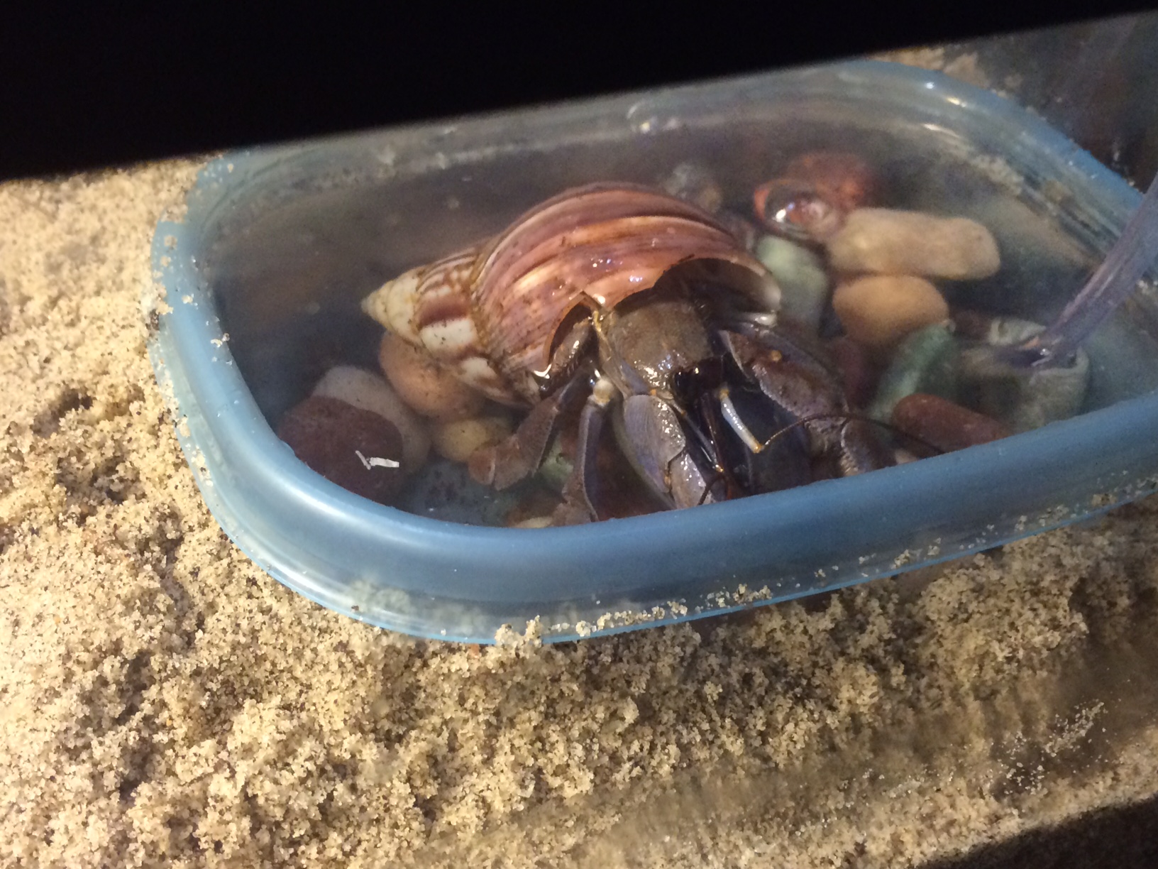 Do hermit crabs come out of their shell to bathe?