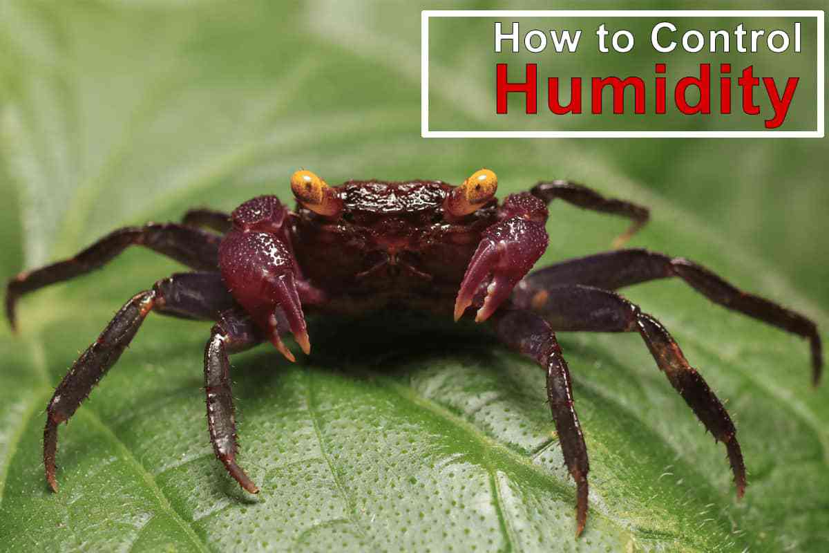 Do hermit crabs die without humidity?