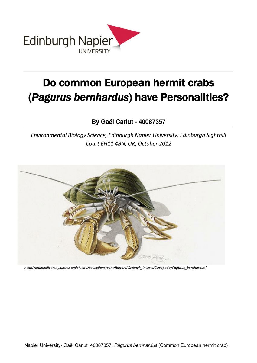 Do hermit crabs have personalities?