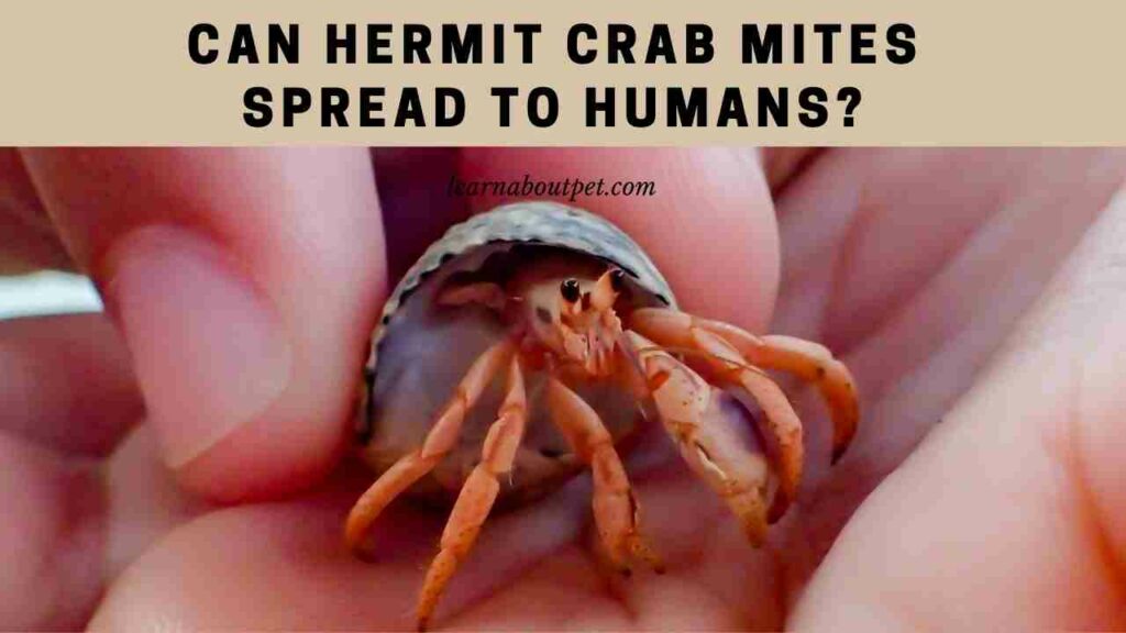 Do hermit crabs interact with humans?
