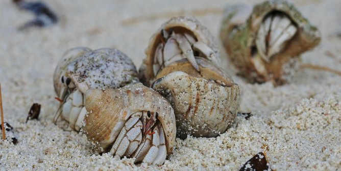 Do hermit crabs live with any other animals?