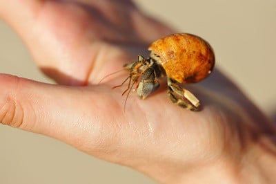 Do hermit crabs need affection?