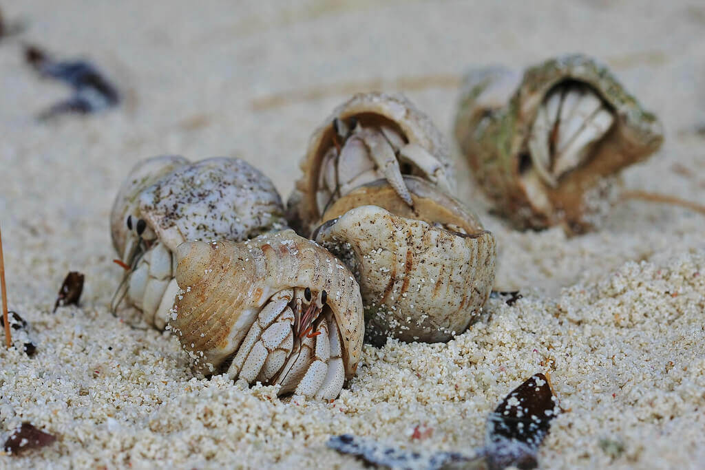 Do hermit crabs need groups?