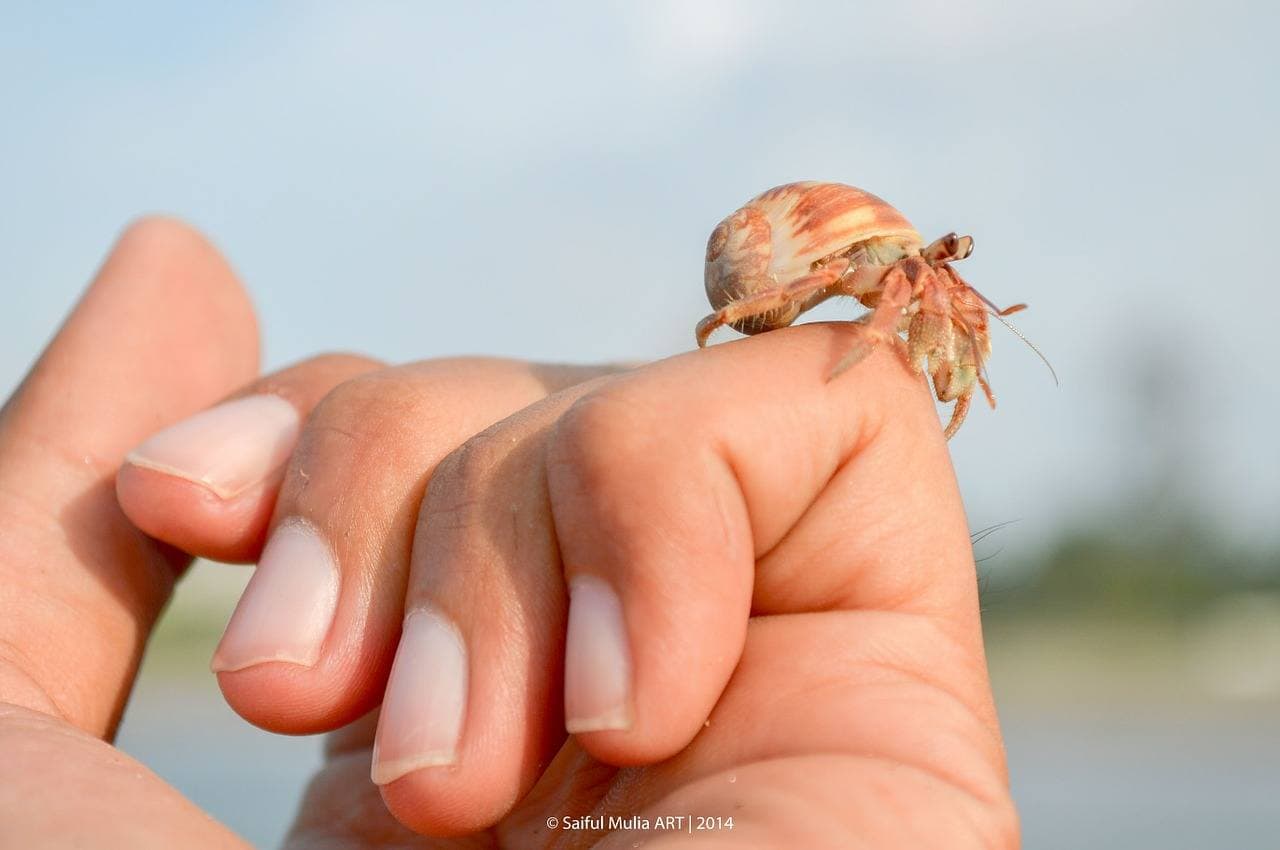 Do hermit crabs need to go to the vet?