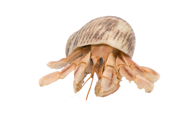 Do hermit crabs need to live in pairs?