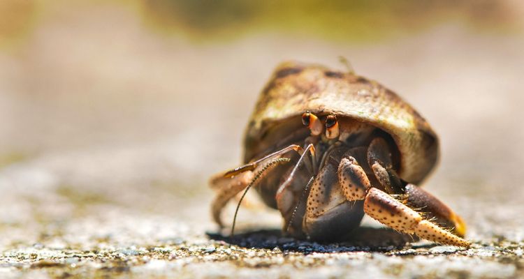 Do hermit crabs prefer to live alone or in groups?