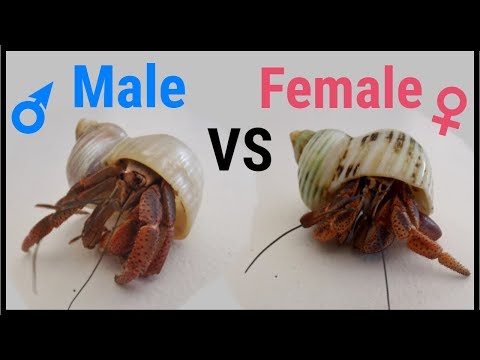 Do hermit crabs reproduce asexually?