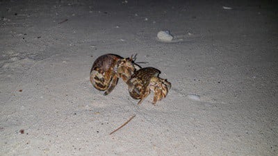 Do hermit crabs reproduce in captivity?