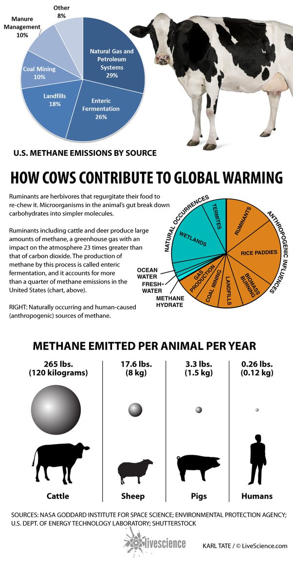 Do human bodies produce methane?