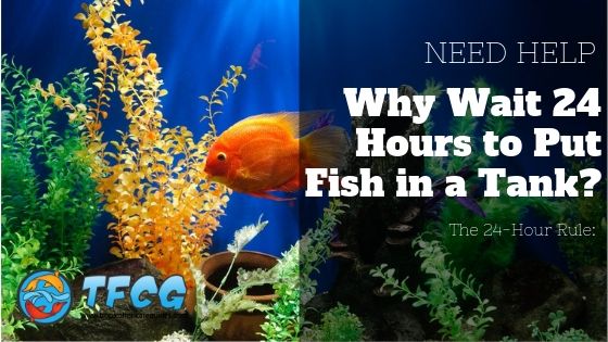 Do I have to wait 24 hours before adding fish?