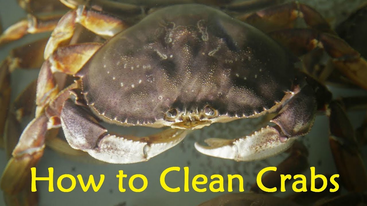 Do I need to clean live crab before cooking?