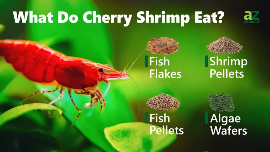 Do I need to feed cherry shrimp?