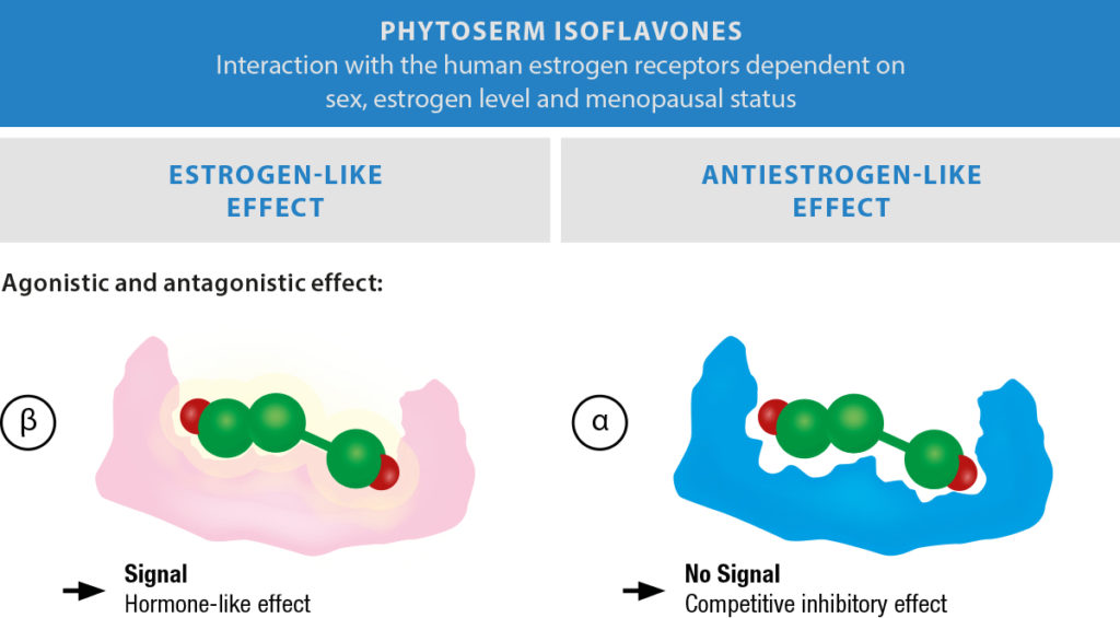 Do isoflavones block estrogen?