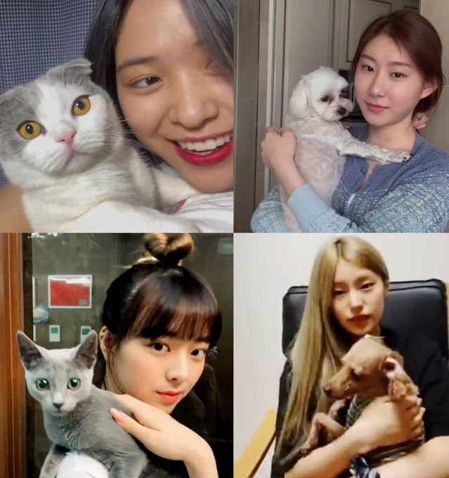 Do ITZY members have pets?