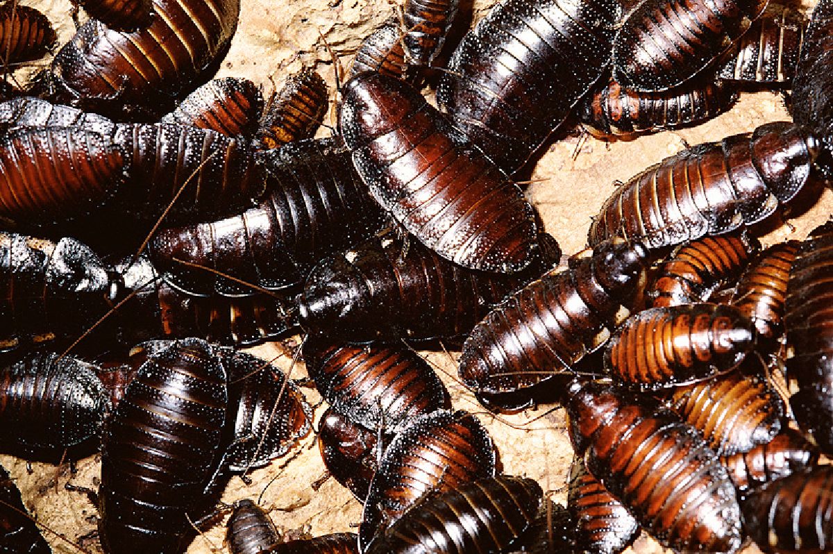 Do Jamaicans eat cockroaches?