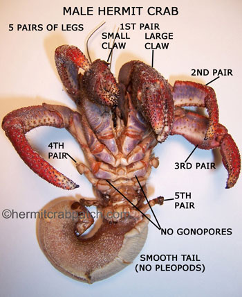 Do land hermit crabs have gills?