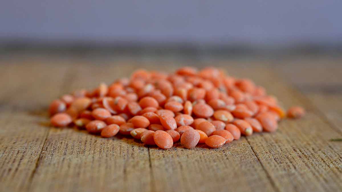Do lentils make you gain weight?