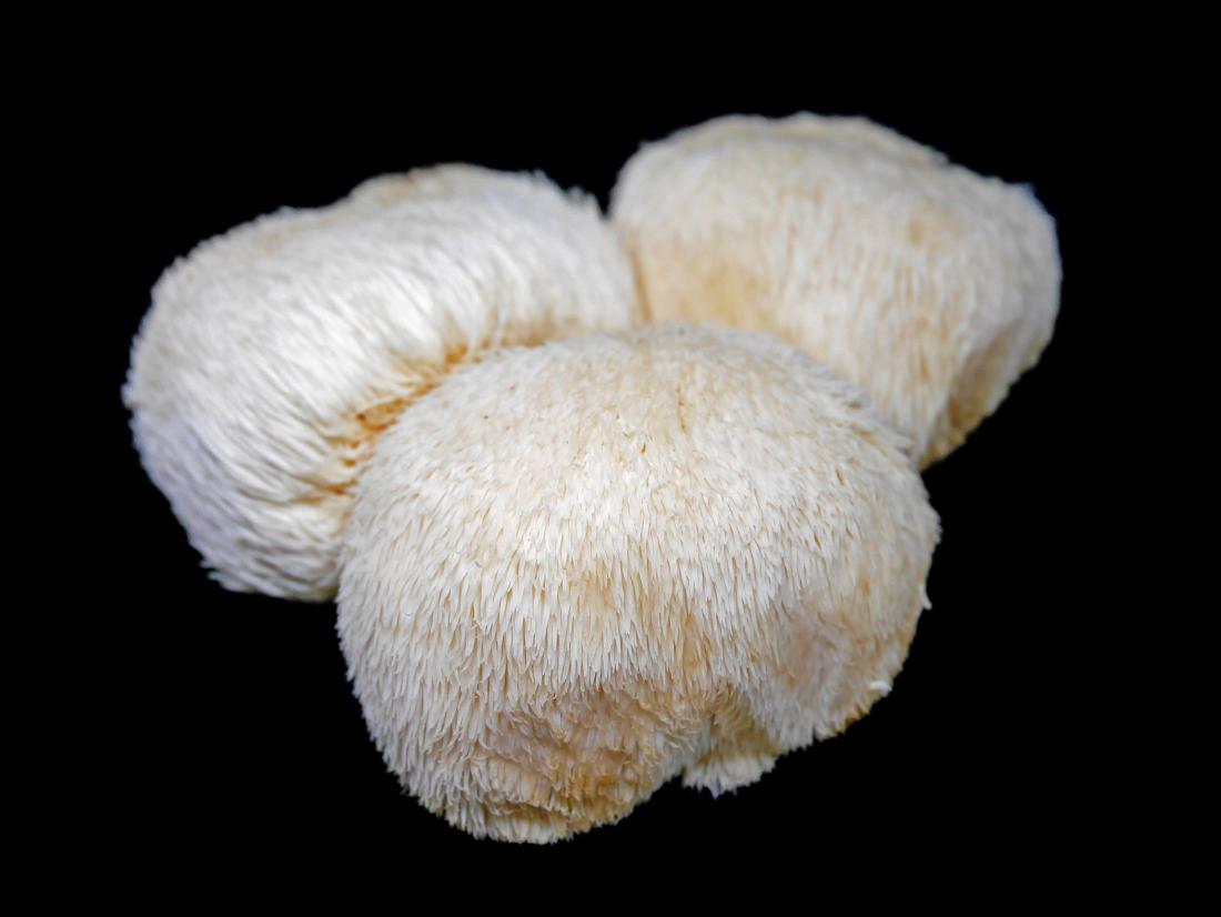 Do lion's mane mushrooms get you high?