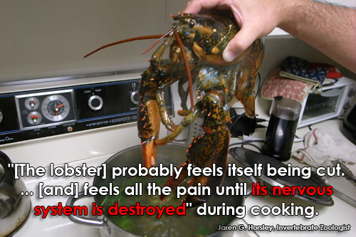Do lobster crabs feel pain?