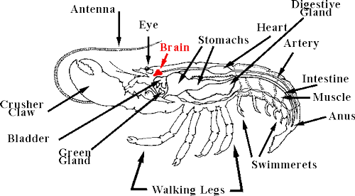 Do lobster have veins?