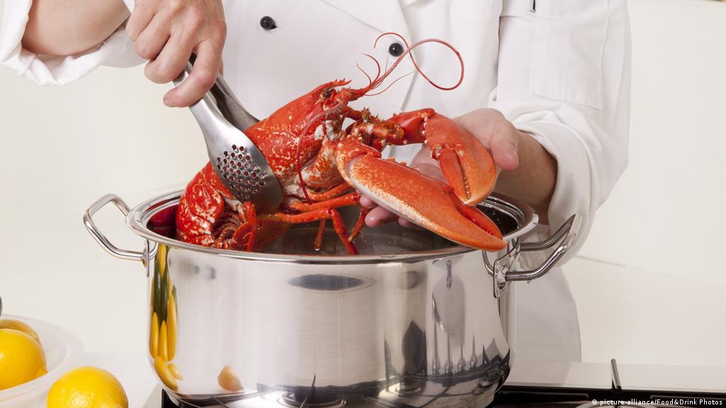 Do lobsters and crustaceans benefit from Switzerland’s new animal welfare laws?