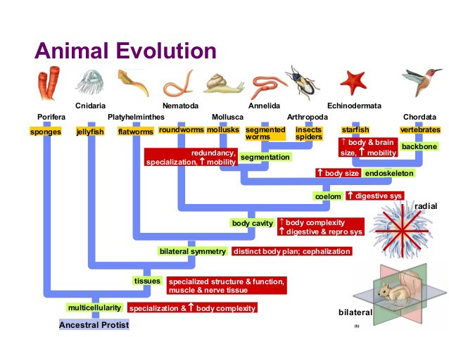 Do lobsters and humans have a common ancestor?