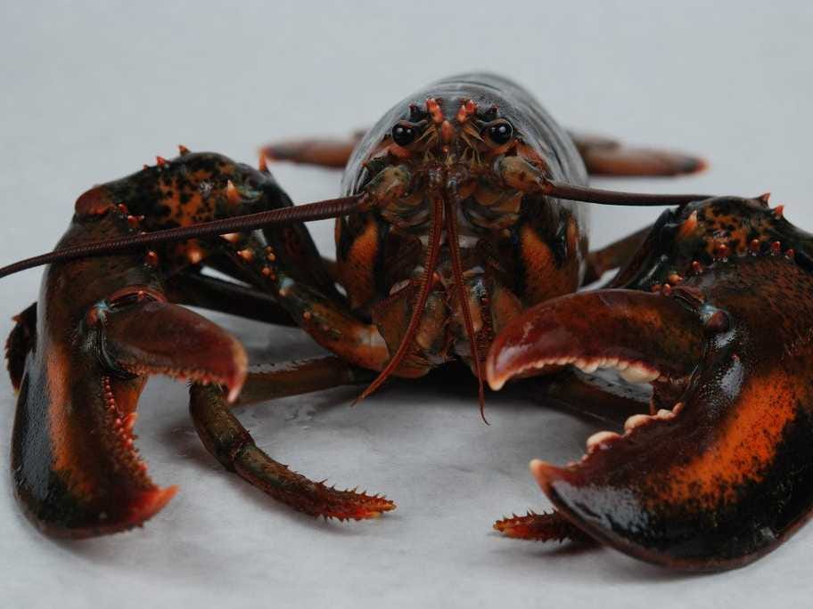 Do lobsters cannibalize each other?