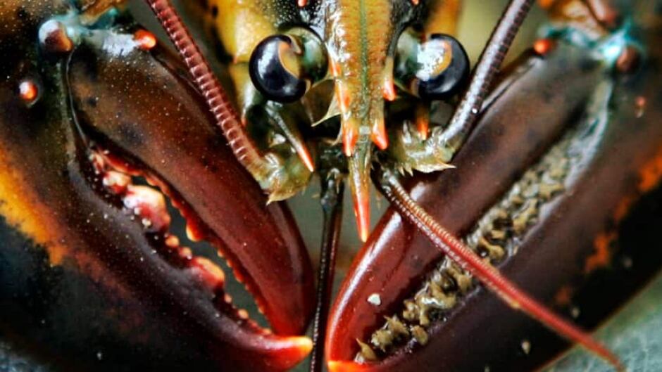 Do lobsters cannibalize?