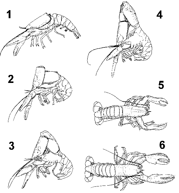 Do lobsters change their shells?