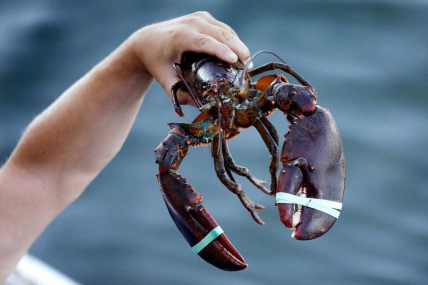 Do lobsters eat themselves?