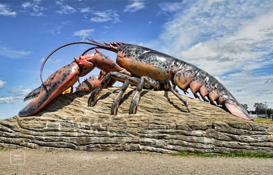 Do lobsters eat with their feet?