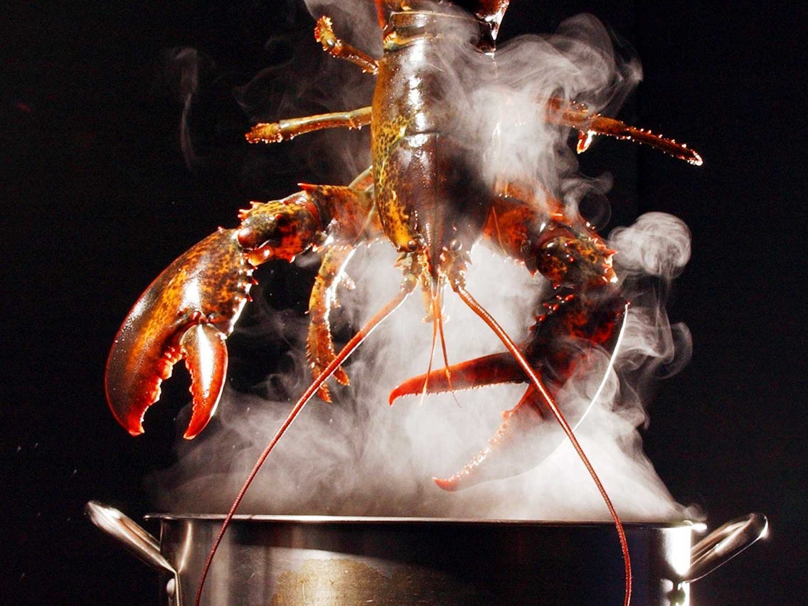 Do lobsters feel pain when cut in half?