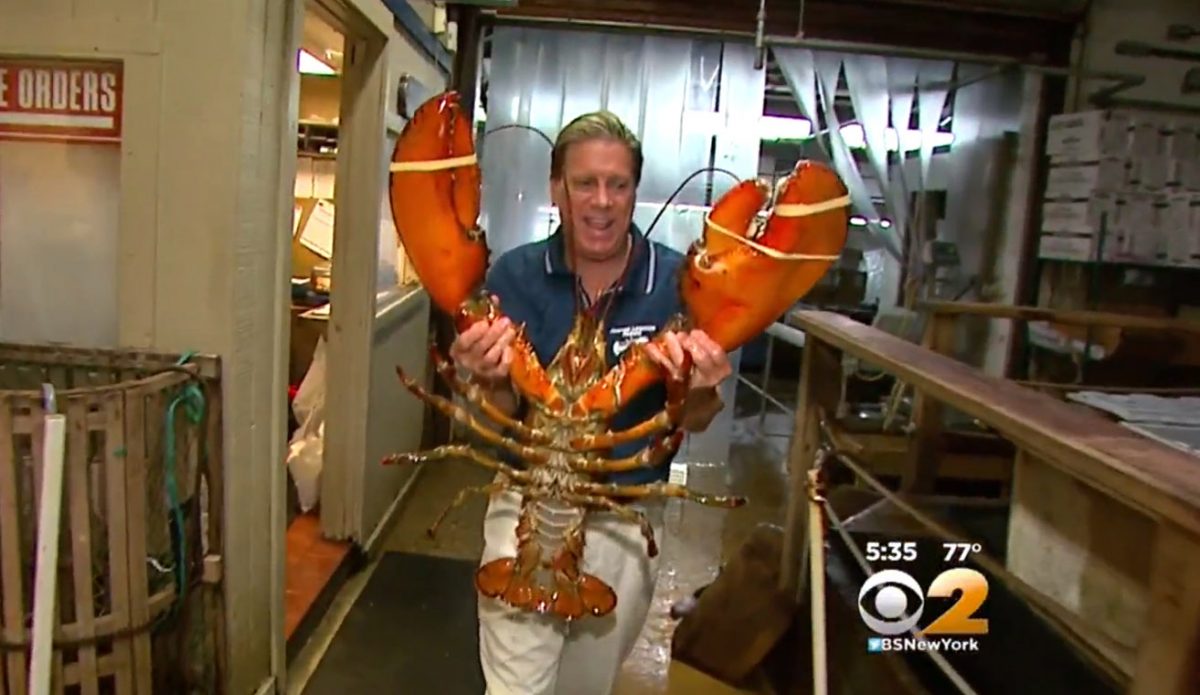 Do lobsters get old?