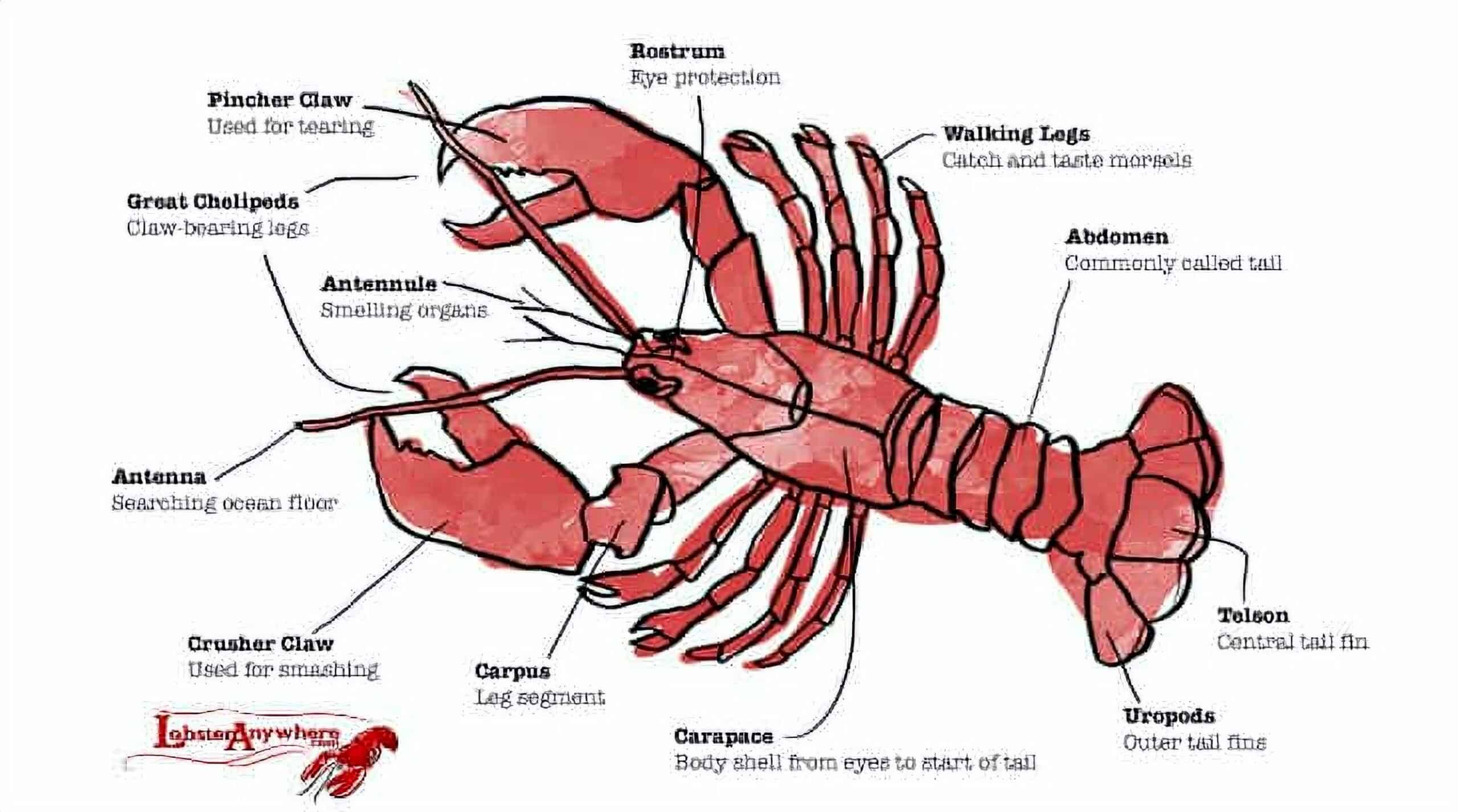 Do lobsters have 4 legs?