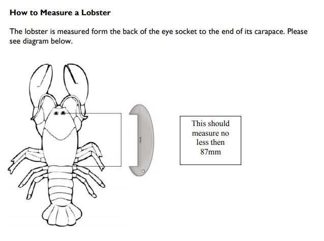 Do lobsters have a size limit?