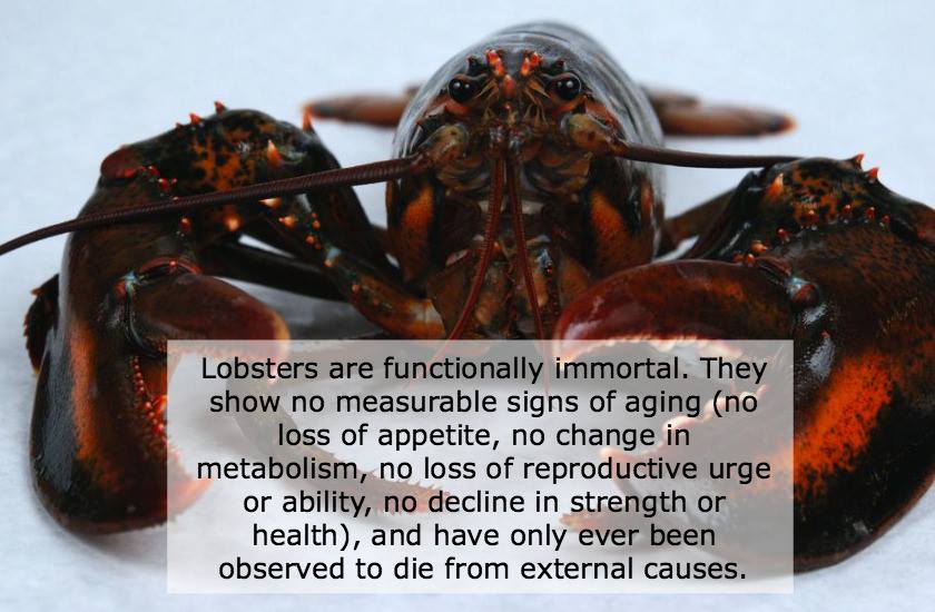 Do lobsters have biological immortality?