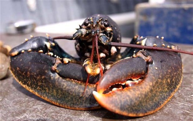 Do lobsters have enzymes in them?