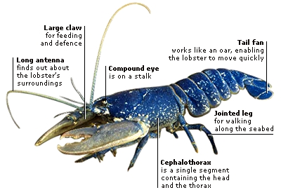 Do lobsters have jointed legs?