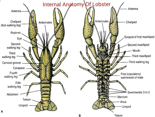 Do lobsters have leg?
