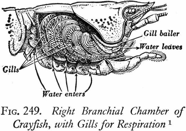 Do lobsters have lungs or gills?