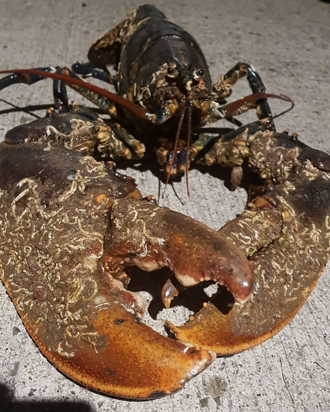 Do lobsters have one claw bigger?