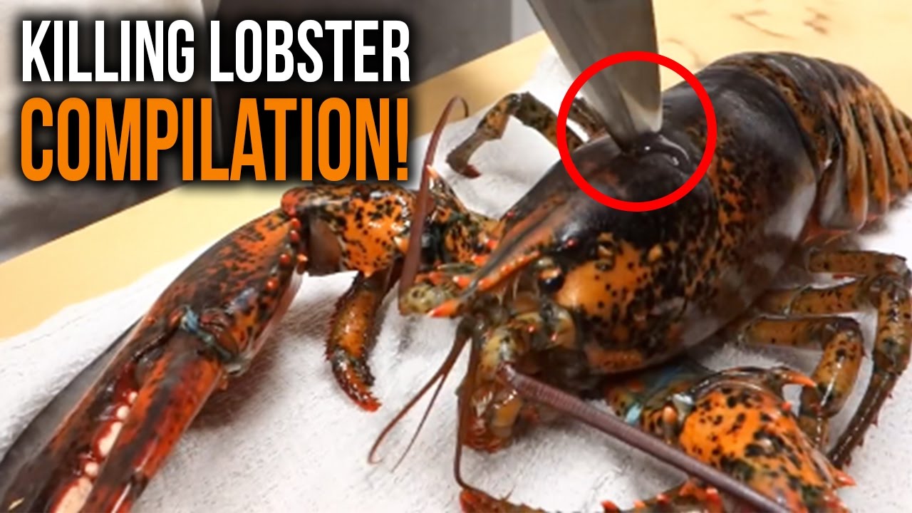 Do lobsters kill each other?