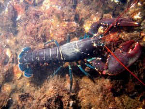 Do lobsters like salt water?